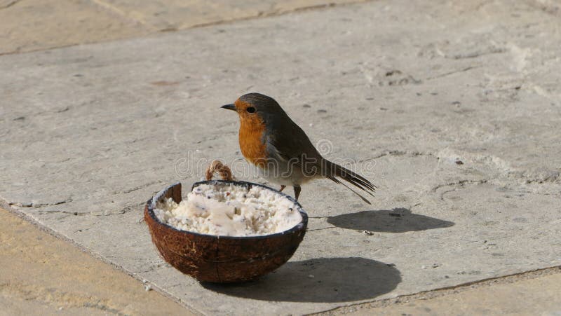 Robin Feeding from Insect Coconut Suet Shell on Ground Stock Photo ...