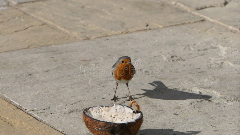Robin Feeding from Insect Coconut Suet Shell on Ground Stock Photo ...