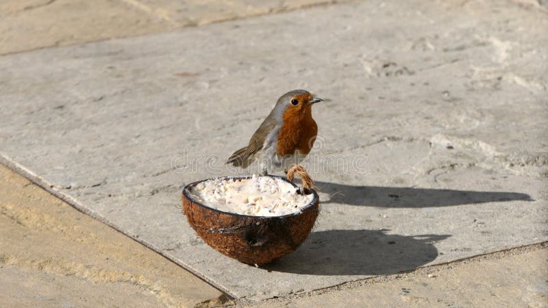 Robin Feeding from Insect Coconut Suet Shell on Ground Stock Photo ...