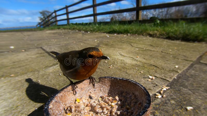 Robin Feeding from Insect Coconut Suet Shell at a Table Stock Image ...