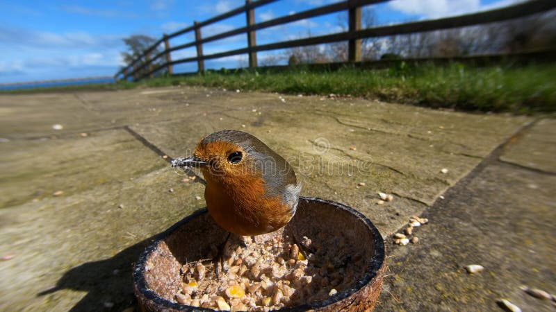 Robin Feeding from Insect Coconut Suet Shell at a Table Stock Photo ...