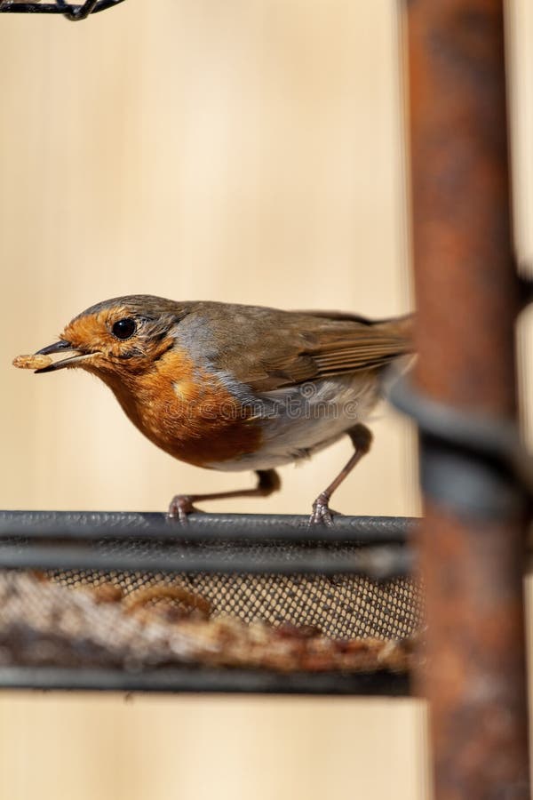 Robin Feeding on Perch stock image. Image of feeding - 182301931