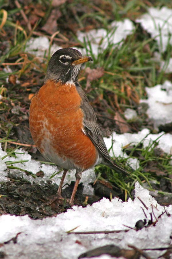 Robin Feeding in Snow stock image. Image of wildlife - 94151339