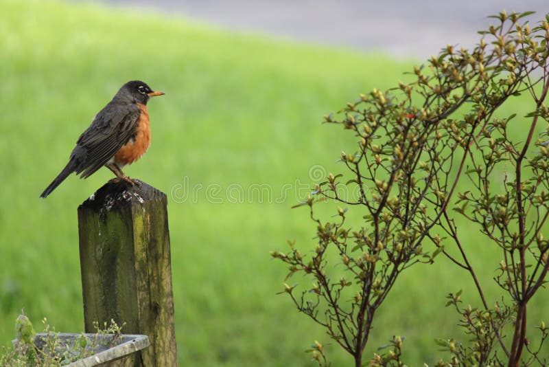 Robin on Fence Post stock image. Image of rustic, post - 24219221