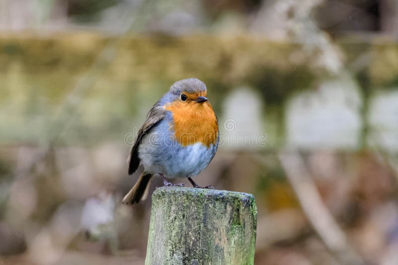 Robin on fence post stock image. Image of rubecula, fece - 116171485