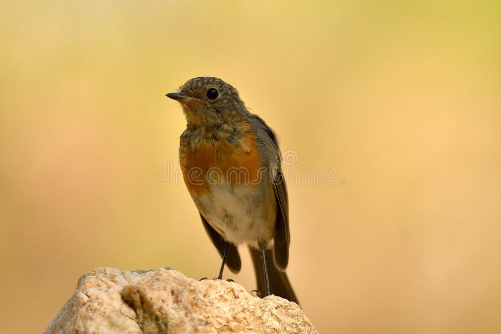 Robin in the field stock photo. Image of bramble, black - 154525086