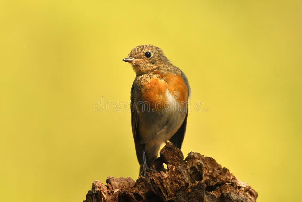 Robin in the field stock image. Image of campos, feathers - 154525137