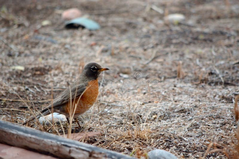Robin in Field stock image. Image of stand, standing - 53966469