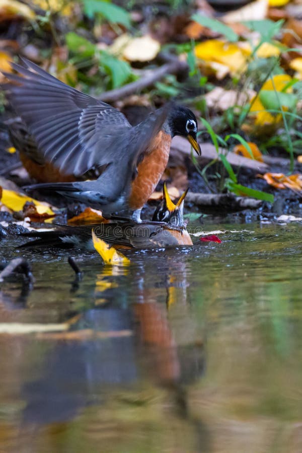 Robin fight stock photo. Image of tussle, torrent, lake - 62422420