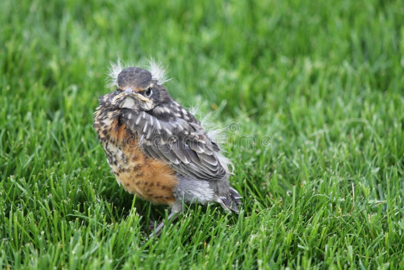 Robin Fledgling stock image. Image of wing, delicate - 96338783