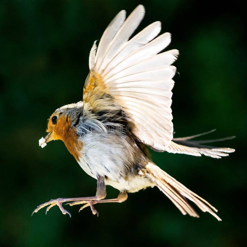 Robin in Flight stock photo. Image of migratory, nature - 13951000
