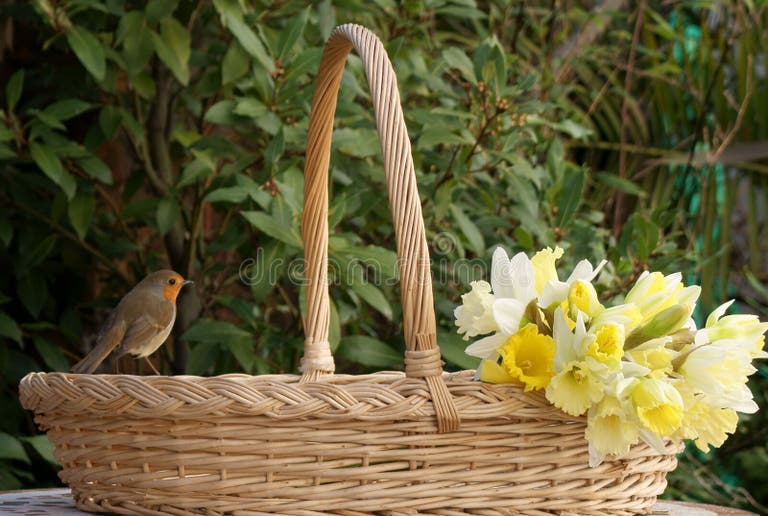 Robin on Flower Basket with Daffodils Stock Photo - Image of springtime ...