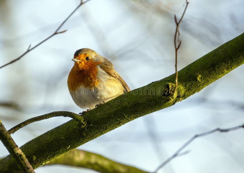 Robin Fluffed Up Against the Cold Stock Photo - Image of beak, bird ...