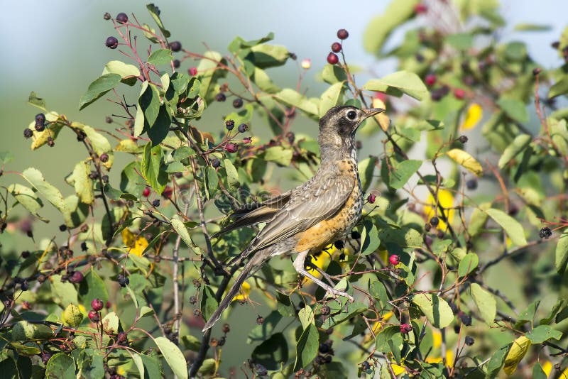 Robin flying in bush stock image. Image of flying, autumn - 266706445