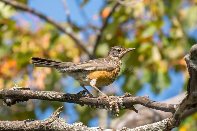 Robin flying fast stock photo. Image of wildlife, tree - 266711050
