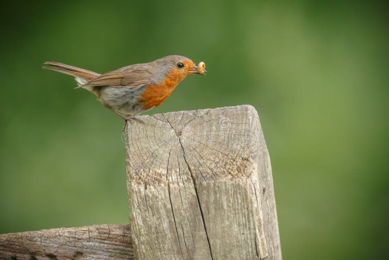 Robin with food stock photo. Image of carries, small - 73648246