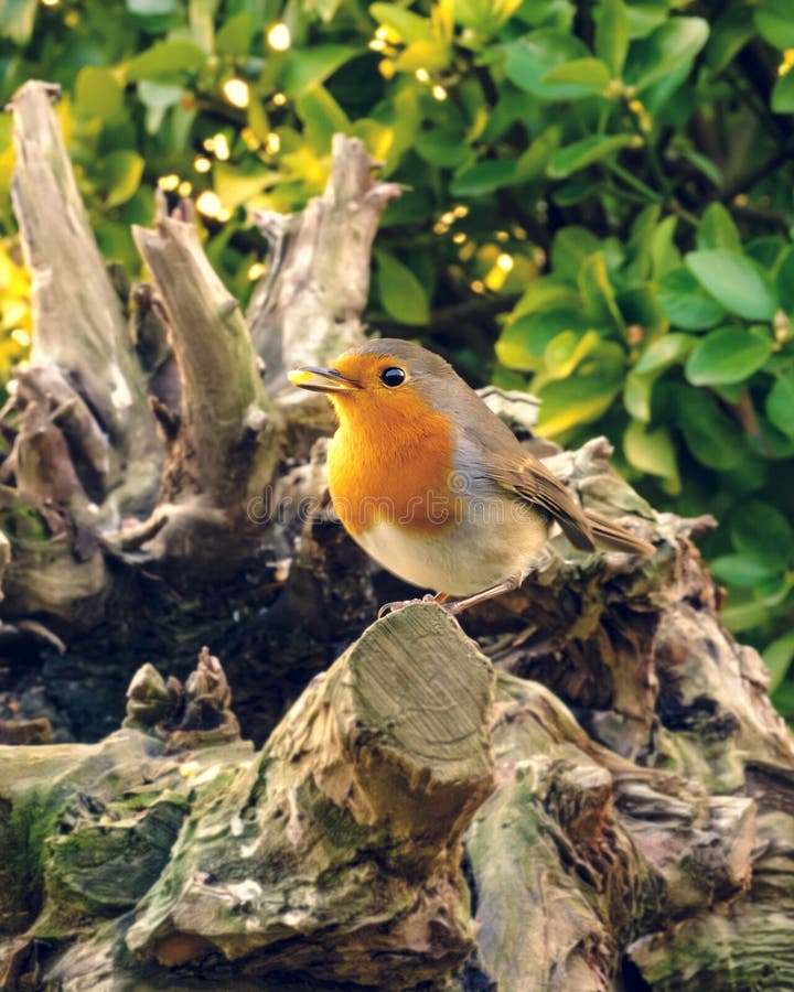 A Robin among the Branches of a Tree Stock Image - Image of orange ...