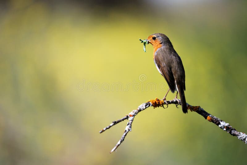 Robin with Food in Its Beak Stock Image - Image of cabarceno, fauna ...