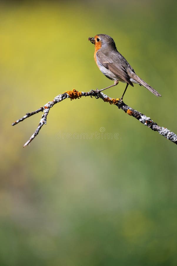 Robin with Food in Its Beak Stock Image - Image of eagle, dragonfly ...