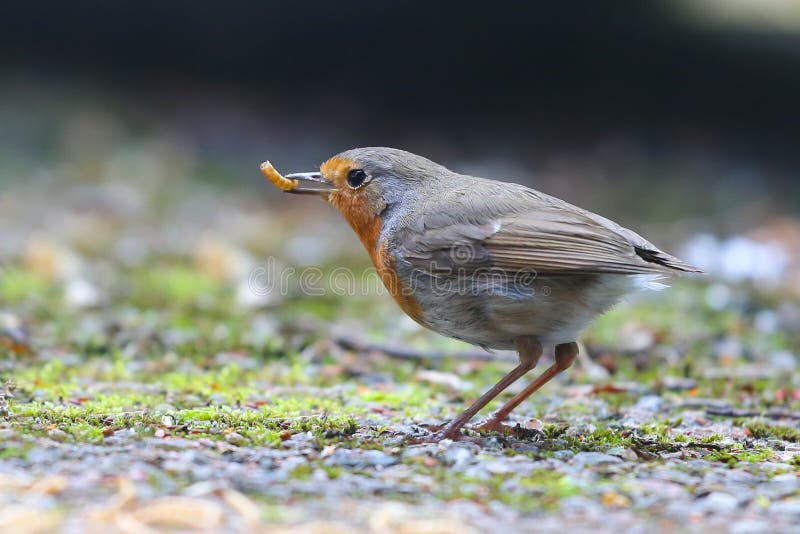 Robin with food stock image. Image of holding, moss, garden - 59865337