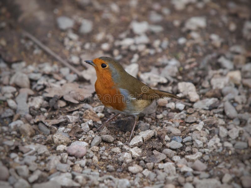 Robin stock image. Image of organism, fauna, ground, robin - 82219081