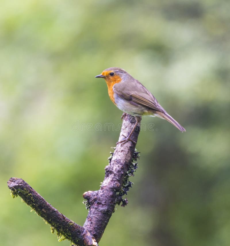 Robin stock photo. Image of nature, wild, southwalesuk - 71821748