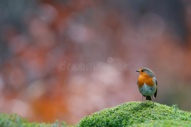 Robin in the Forest in the Netherlands Stock Image - Image of outdoor ...