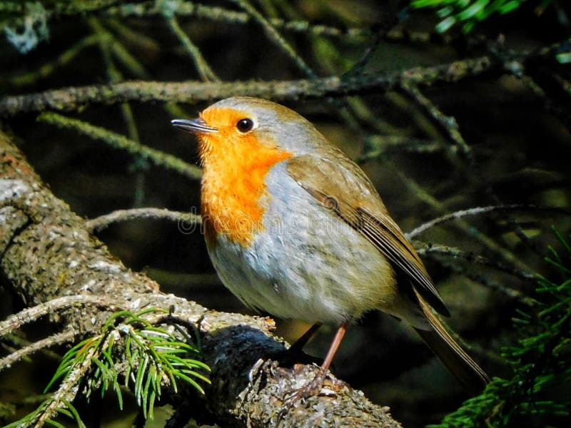 Robin in the Forest stock image. Image of branch, wildlife - 232264237