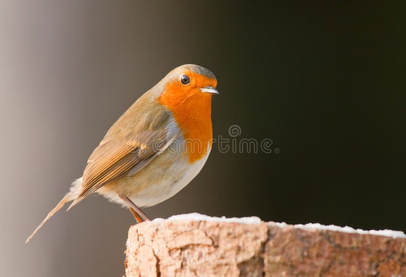 Robin on a forsty log stock photo. Image of erithacus - 26791958