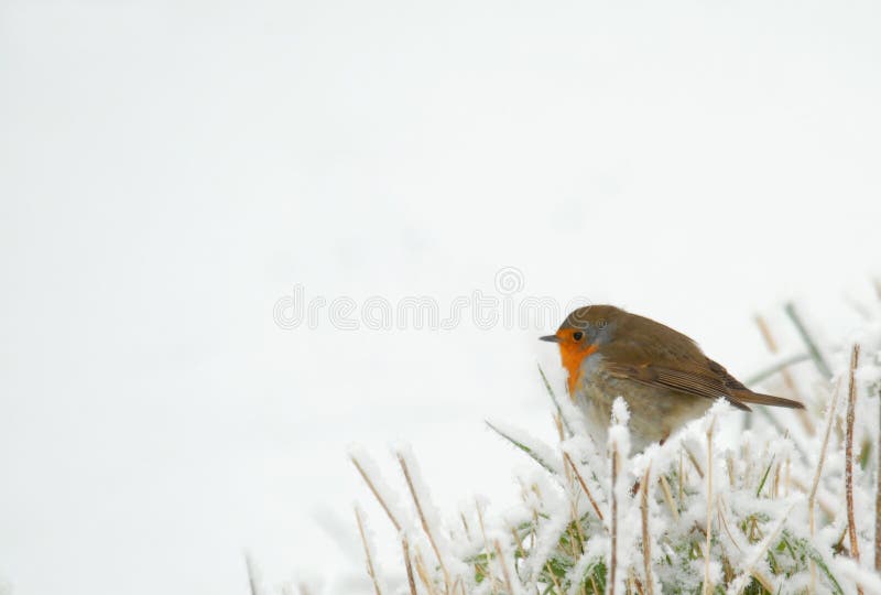 Robin in frozen grass stock photo. Image of frozen, alone - 4376008