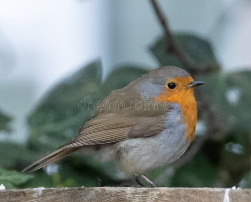 Robin in a garden stock photo. Image of fauna, selective - 217527266