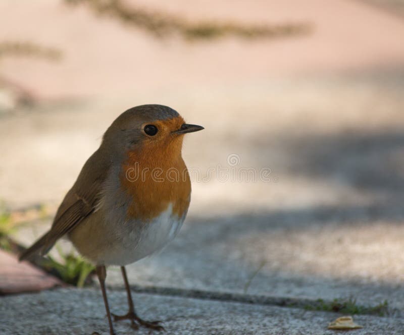 Robin in the garden stock image. Image of little, wild - 85059859