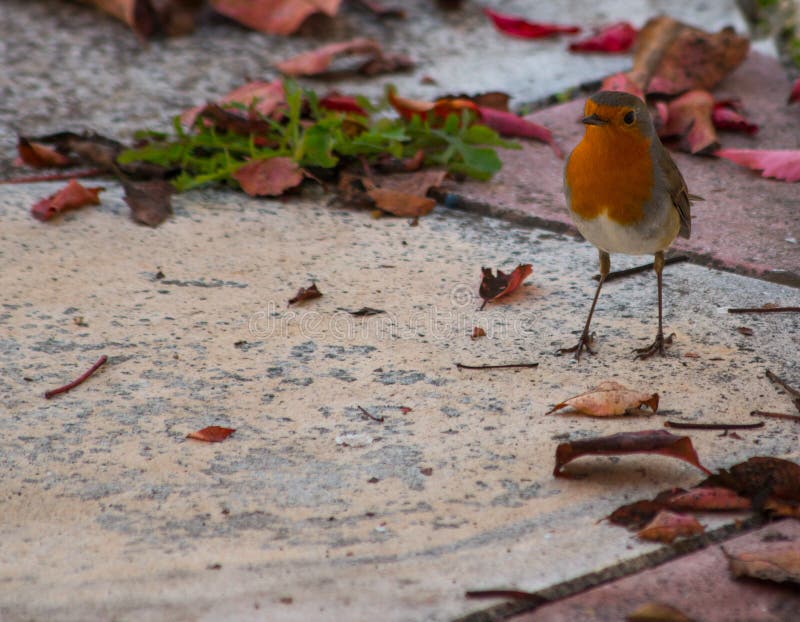 Robin in the garden stock photo. Image of small, european - 85289228