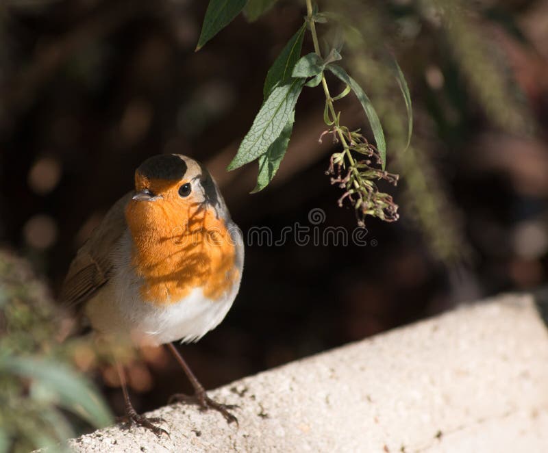 Robin in the garden stock photo. Image of beautiful, autumn - 87129798