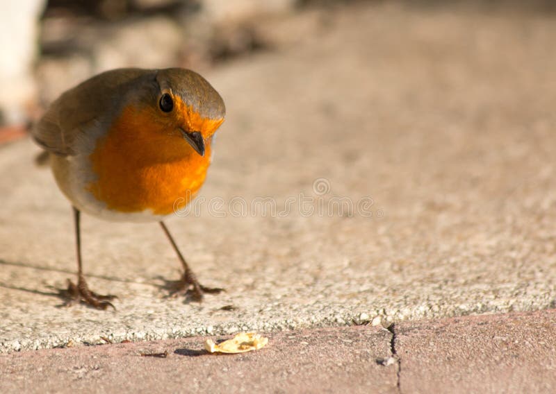 Robin in the garden stock image. Image of sweet, beautiful - 87129903