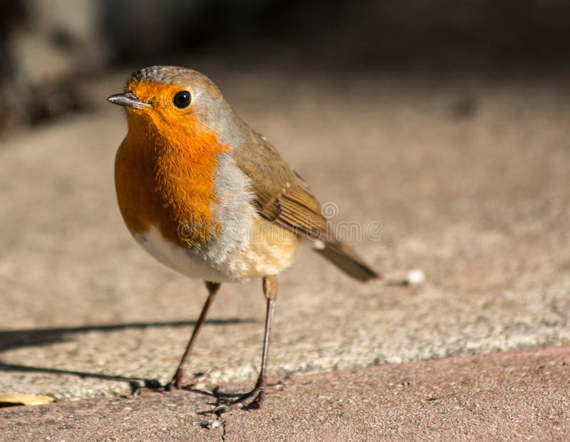 Robin in the garden stock photo. Image of color, orange - 88528974