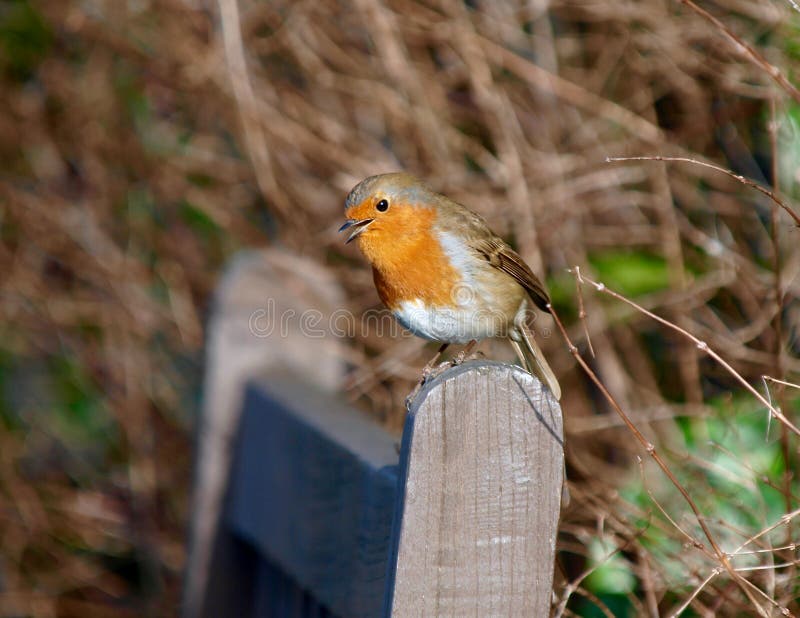 Robin stock image. Image of season, bench, winter, bird - 65771063