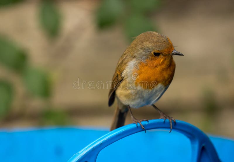 Robin in Garden stock photo. Image of helping, breast - 197090522