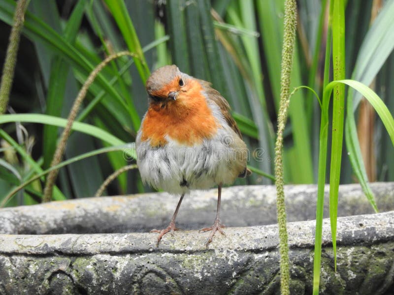 Robin in the garden stock image. Image of feather, looking - 183193219