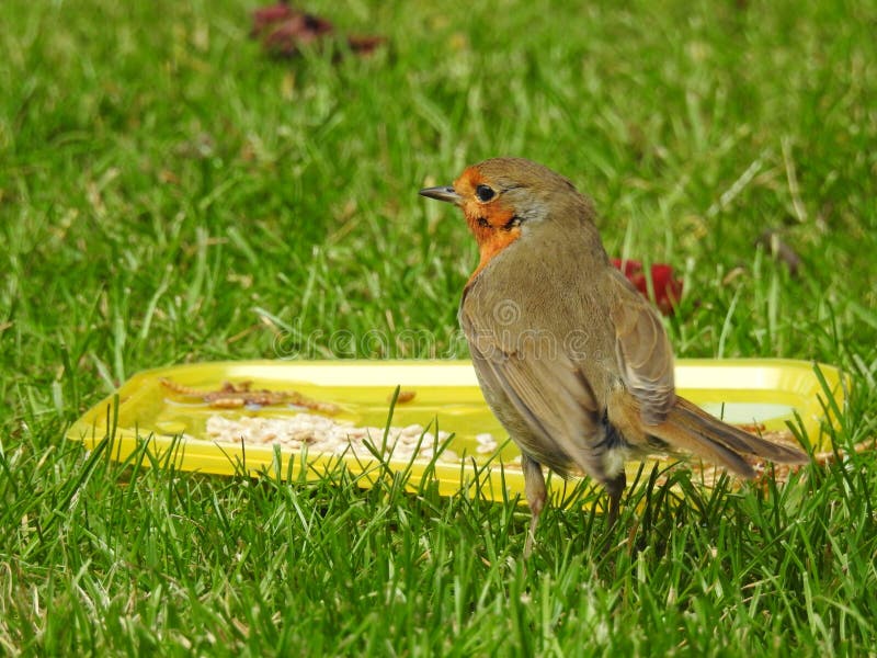 Robin in the garden stock photo. Image of perched, garden - 183193290