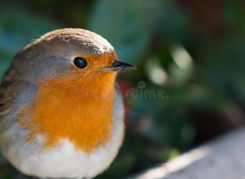 Robin in the garden stock image. Image of autumn, birds - 89853701