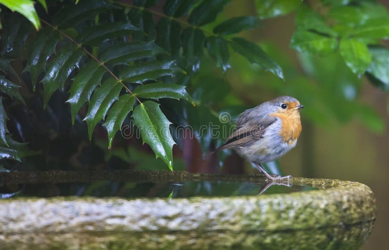 A Robin in the Garden stock image. Image of plumage, garden - 65707461