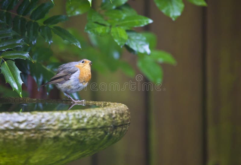 A Robin in the Garden stock image. Image of outdoors - 65707495
