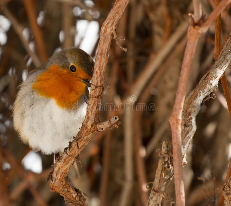 Robin in the garden stock image. Image of perched, birds - 89853501