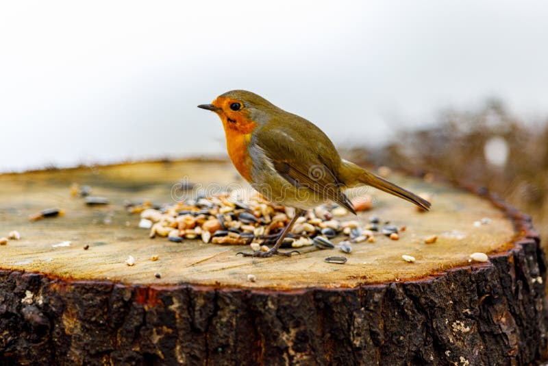 Robin in the Garden with Winter Feeding Stock Photo - Image of european ...