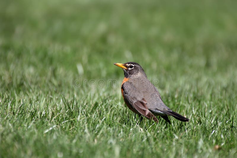 Robin in the grass stock image. Image of grass, branch - 24271111