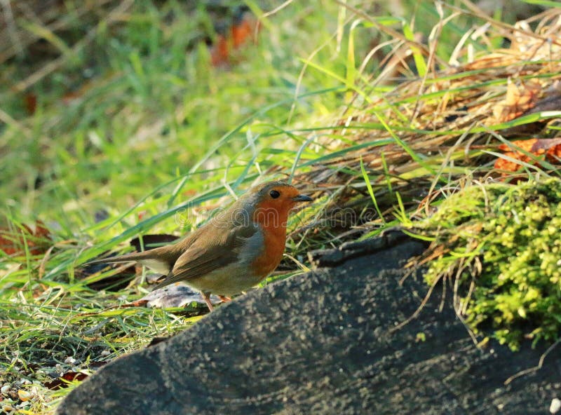 Robin on a grass verge stock photo. Image of environment - 239818534