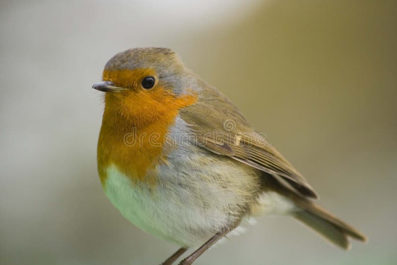 Robin stock image. Image of robin, reflecting, perched - 85048445