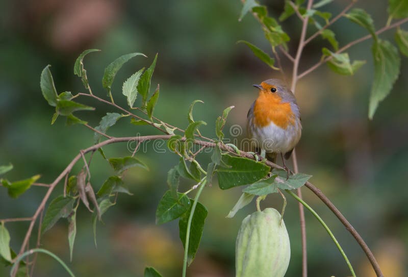 Robin with green fruit stock photo. Image of fauna, creatures - 48174464