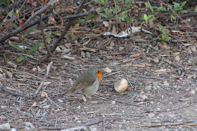 Robin on the Ground - Malta Stock Image - Image of robin, malta: 355012985